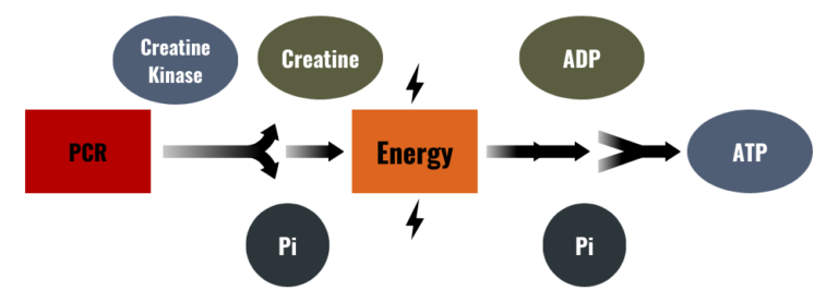Phosphagen Energy System Training: Unlocking Power and Speed - Hagele ...